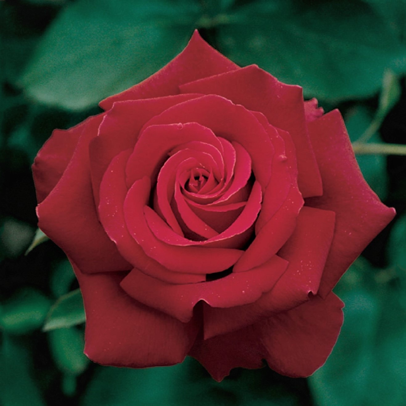 Firefighter - 36" Standard Tree Rose Rose | Russell Nursery