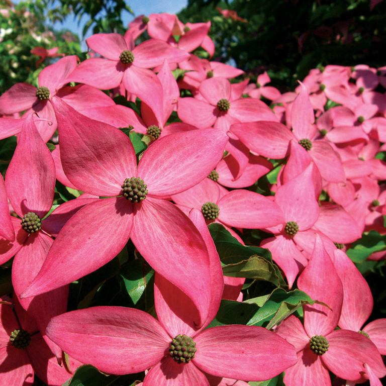 Cornus kousa ‘Greensleeves’ | Russell Nursery