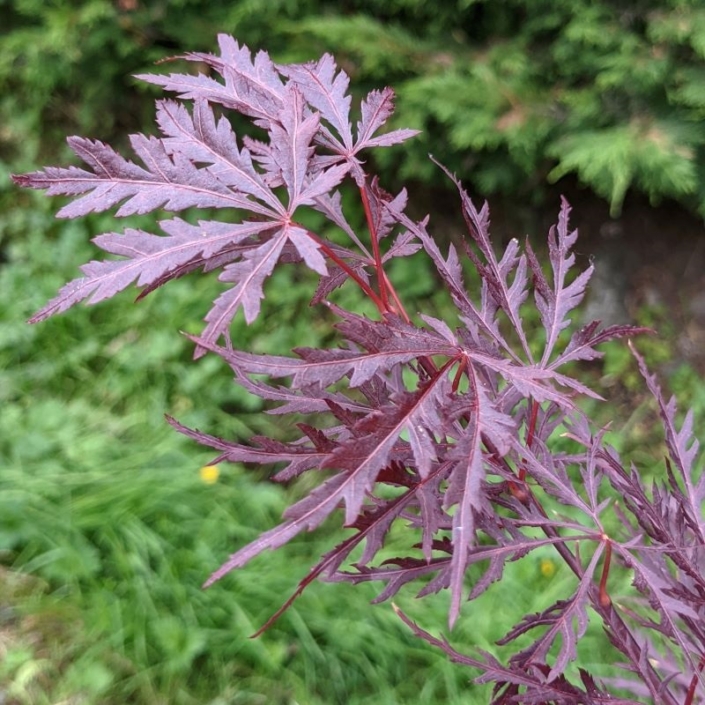 Acer palmatum dissectum 'Red Dragon' | Russell Nursery