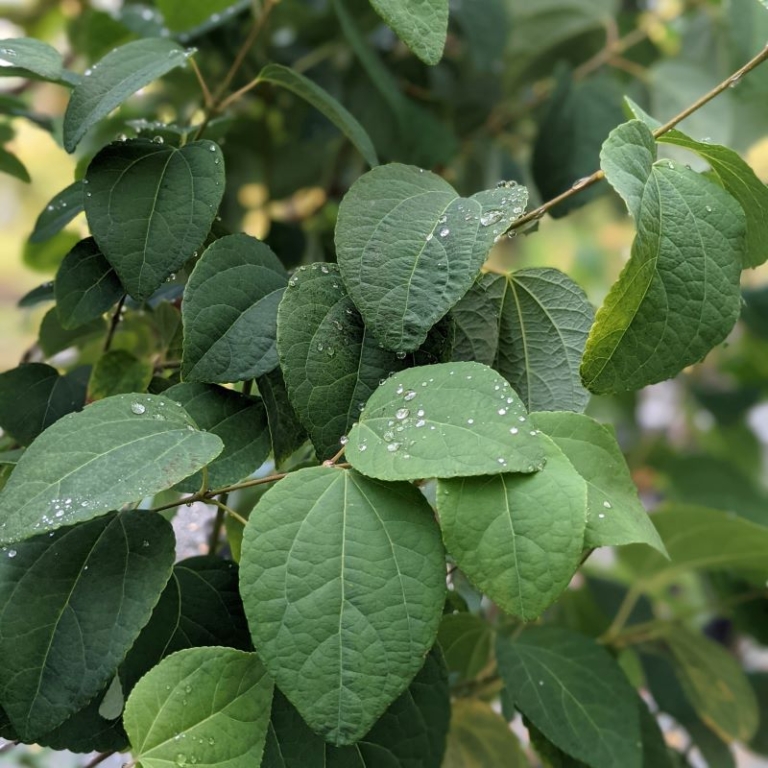Cercidiphyllum japonicum ‘Hanna’s Heart’ | Russell Nursery