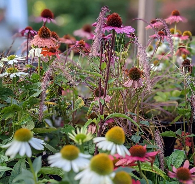 Russell Nursery | Garden Centre | Serving Greater Victoria, BC