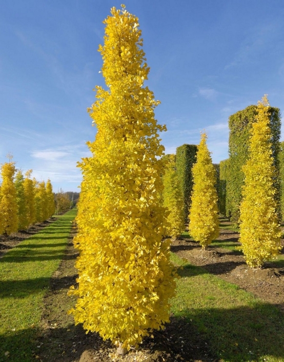 Ginkgo biloba ‘Goldspire’ | Russell Nursery