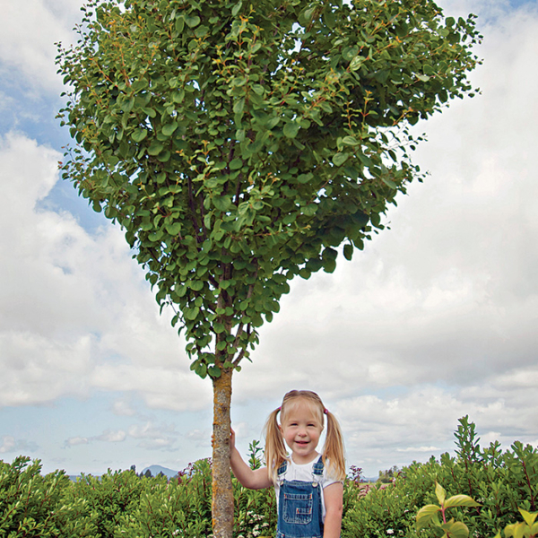 Cercidiphyllum japonicum ‘Hanna’s Heart’ | Russell Nursery