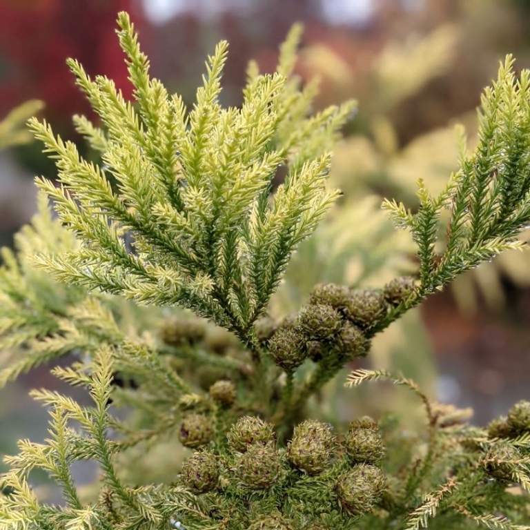 Cryptomeria japonica ‘Sekkan Sugi’ | Russell Nursery