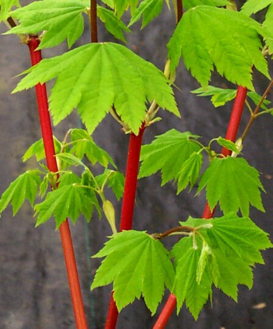 Acer circinatum 'Pacific Fire' | Russell Nursery