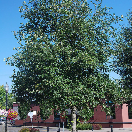 Alnus rubra | Russell Nursery