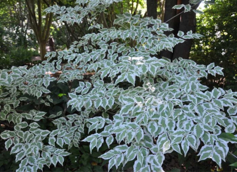 Cornus kousa ‘Summer Fun’ | Russell Nursery