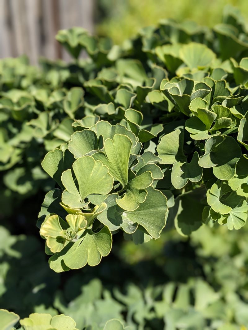 Ginkgo biloba ‘Troll’ | Russell Nursery
